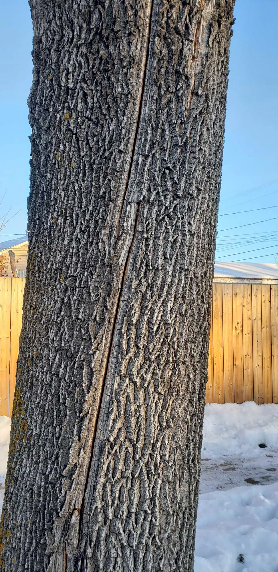 Frost Cracks in Trees | City of Camrose